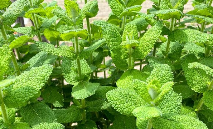 平野農園の野菜達 | 『やおやキッチン』